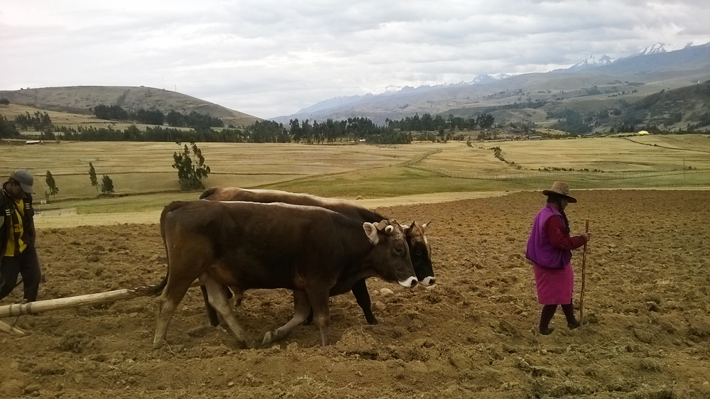 El TARWI: nutritivo y medicinal - CampUCSS